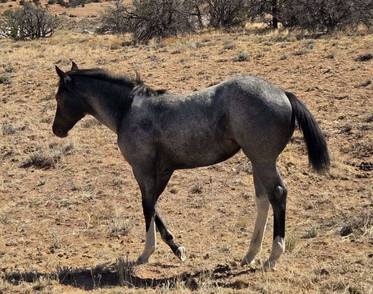 Shadow ~ APHA Blue Roan Tobiano Filly