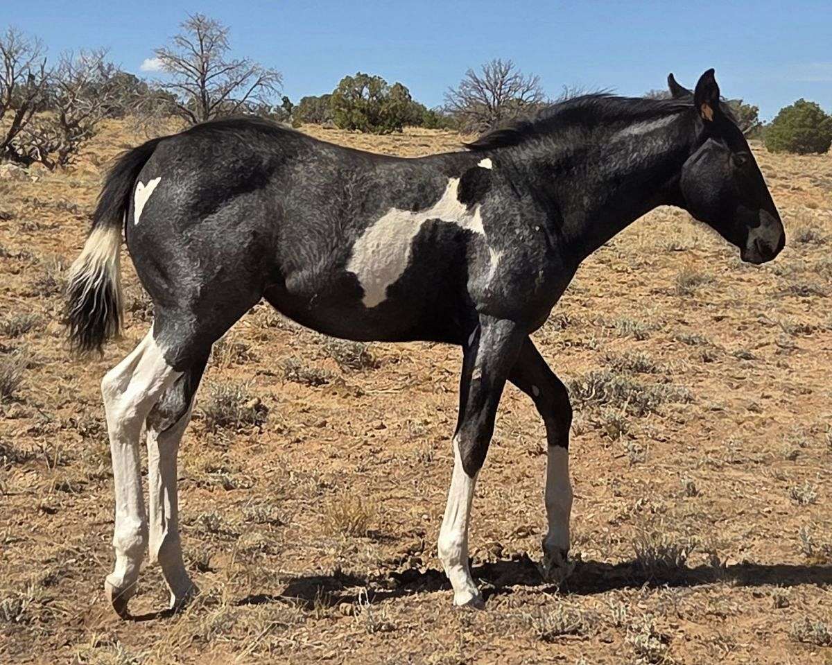 Kitten ~ APHA Blue Roan Tobiano Filly