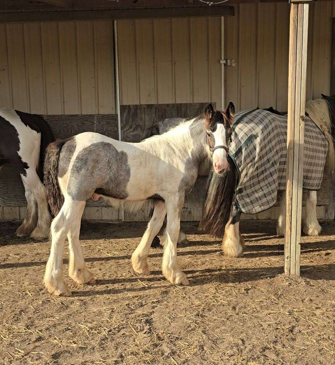Tall Blue Roan Gypsy Vanner Stud Colt