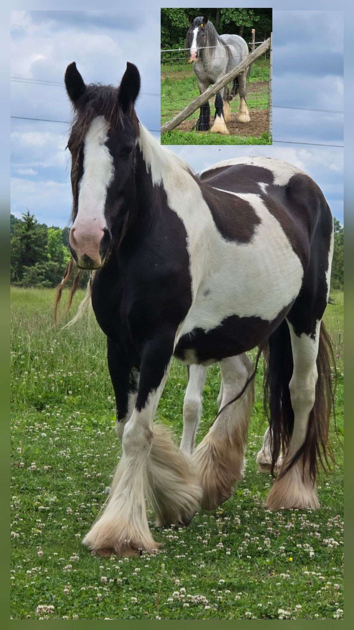Tall Blue Roan Gypsy Vanner Stud Colt