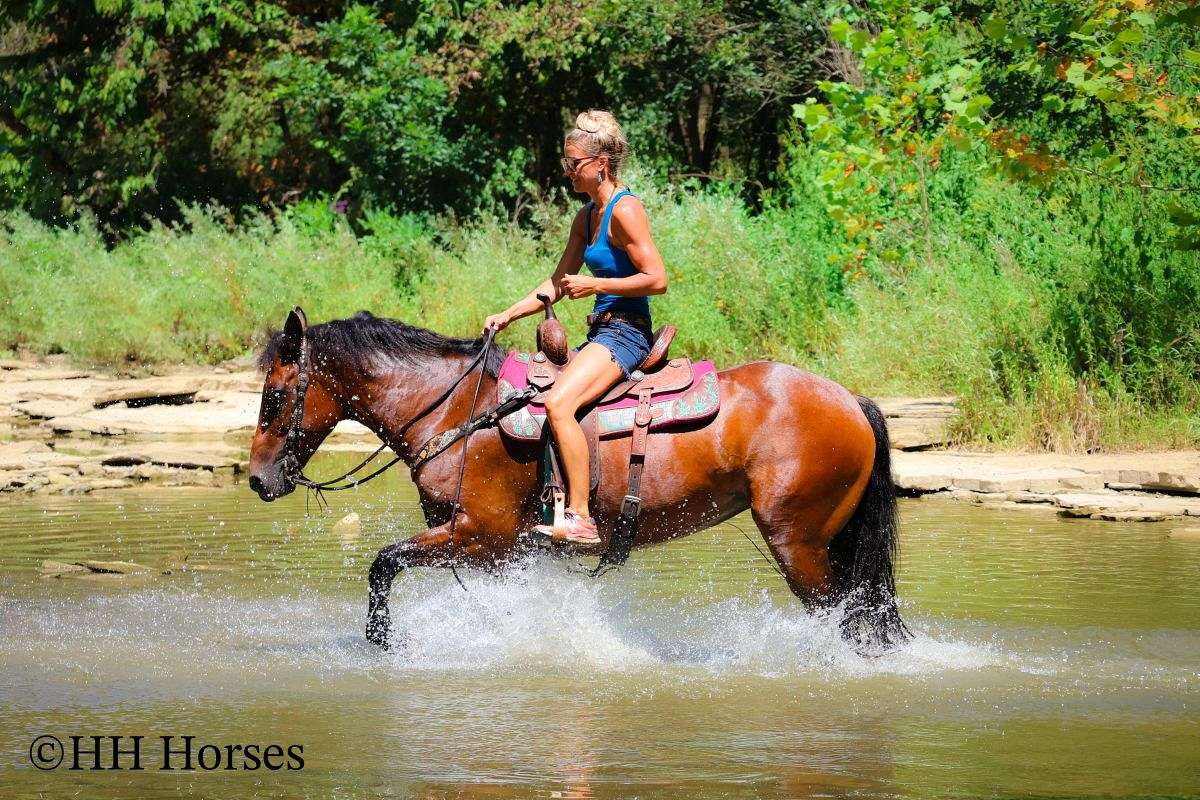Really Fancy Bay Friesian Appaloosa Crossbred Mare, Gentle, Well Broke