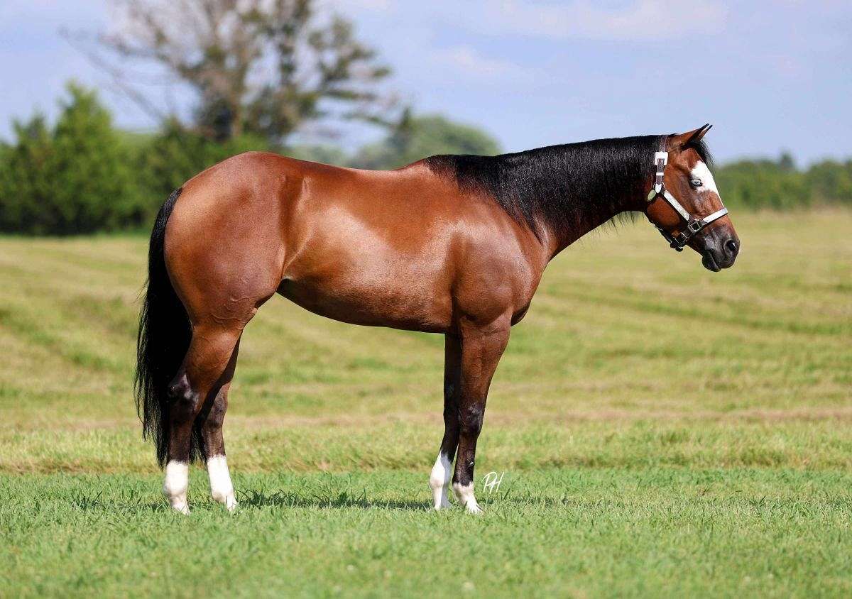 Stella - Finished Reining Horse 6 Yr Old Bay AQHA Mare!
