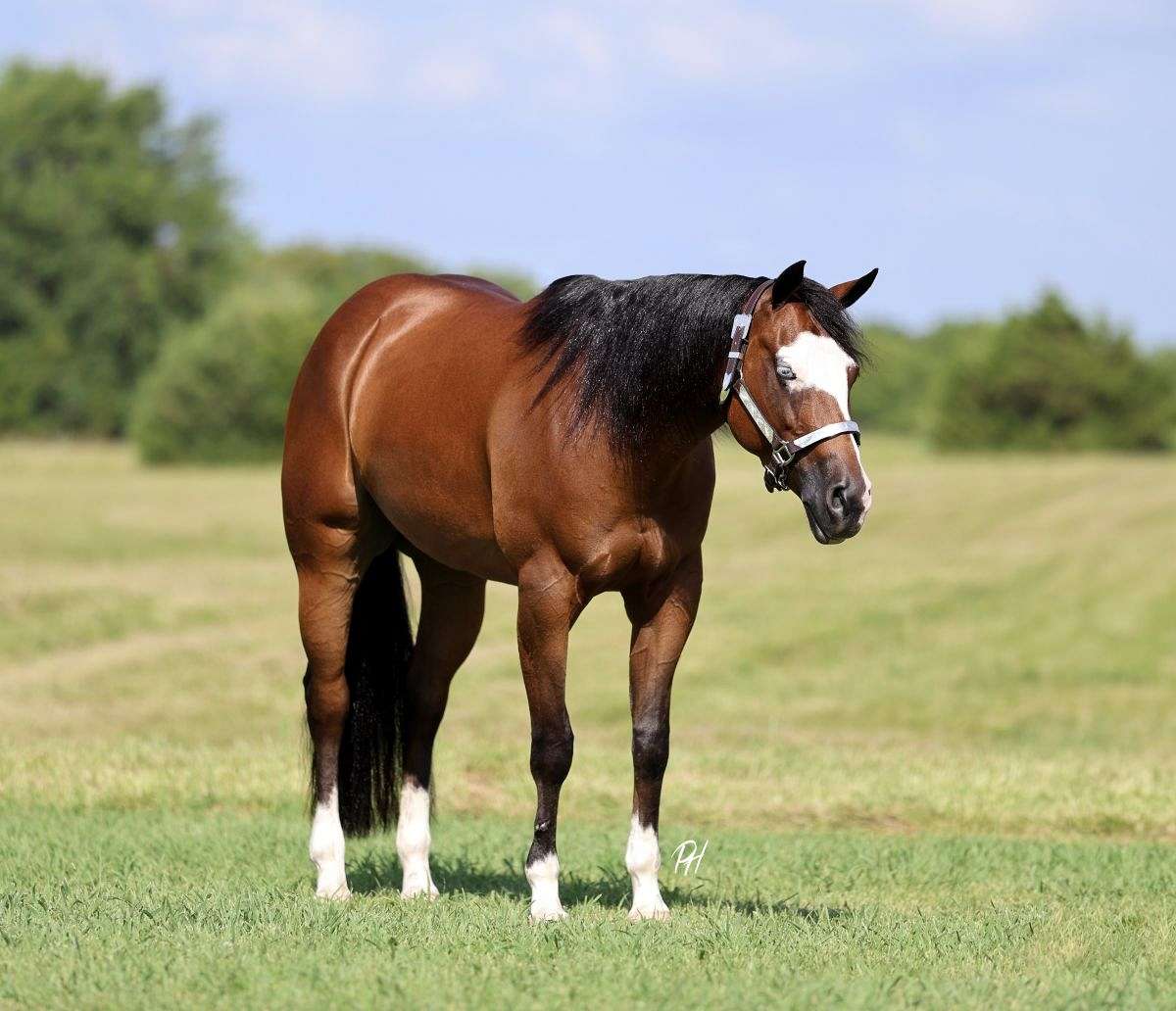 Stella - Finished Reining Horse 6 Yr Old Bay AQHA Mare!