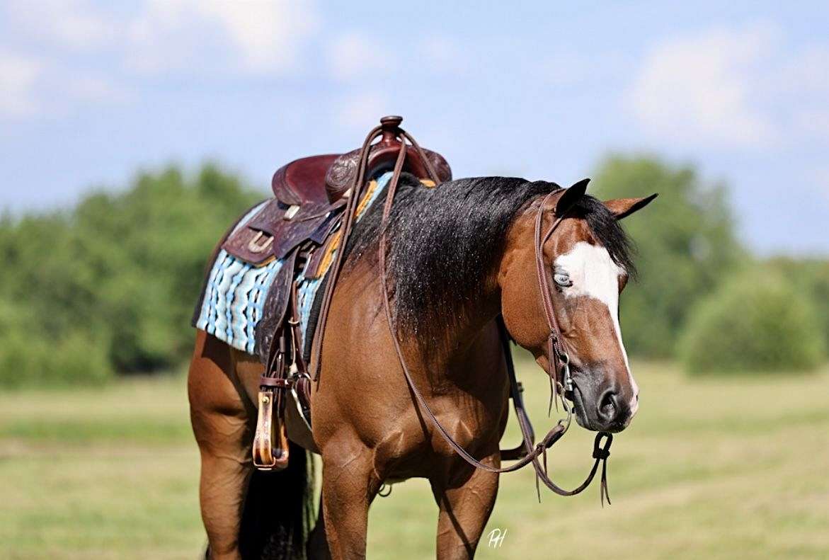 Stella - Finished Reining Horse 6 Yr Old Bay AQHA Mare!