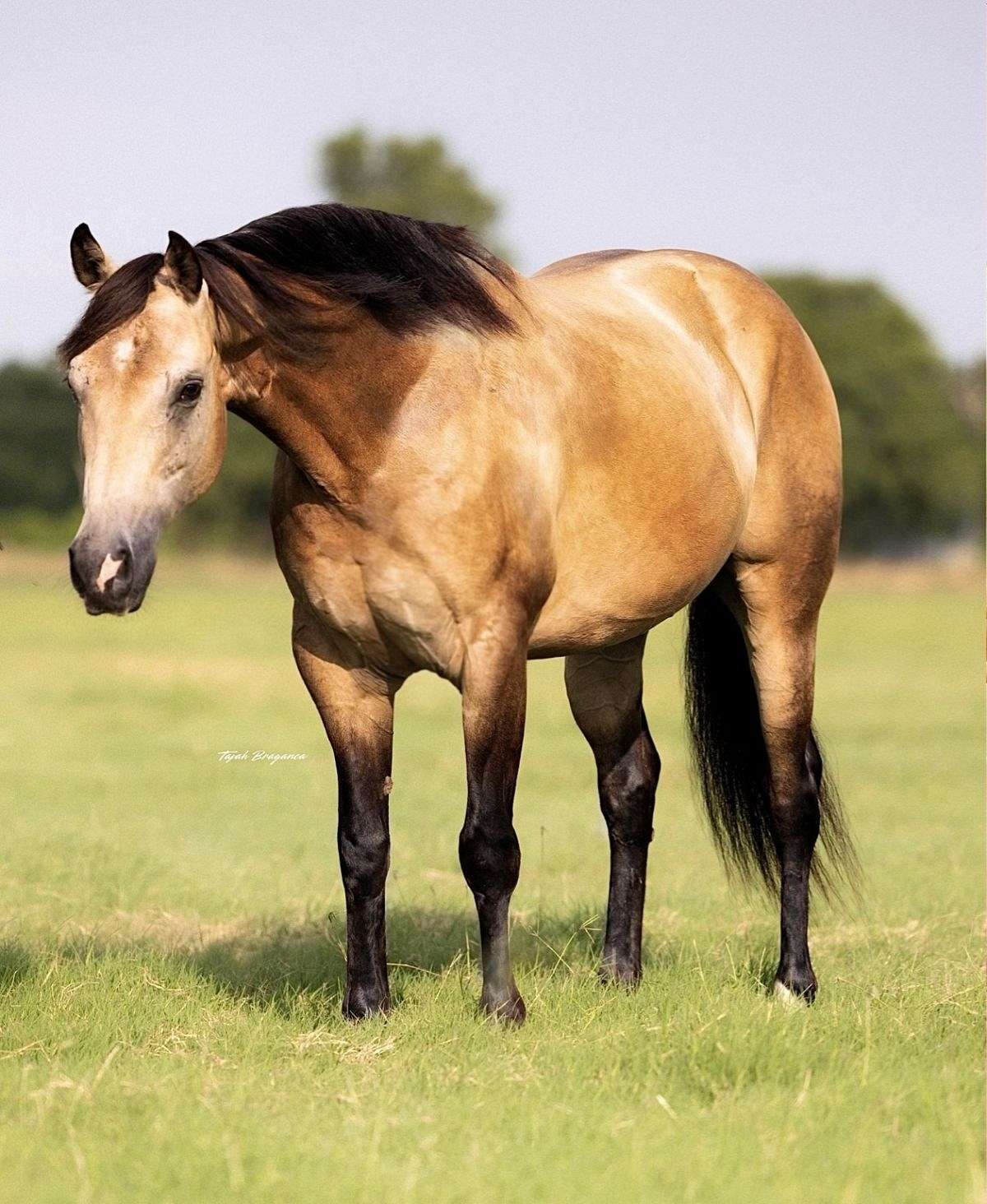 Smurf - Trustworthy Trail & Family Horse 8 yo Buckskin AQHA Gelding!
