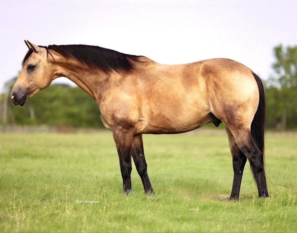 Smurf - Trustworthy Trail & Family Horse 8 yo Buckskin AQHA Gelding!