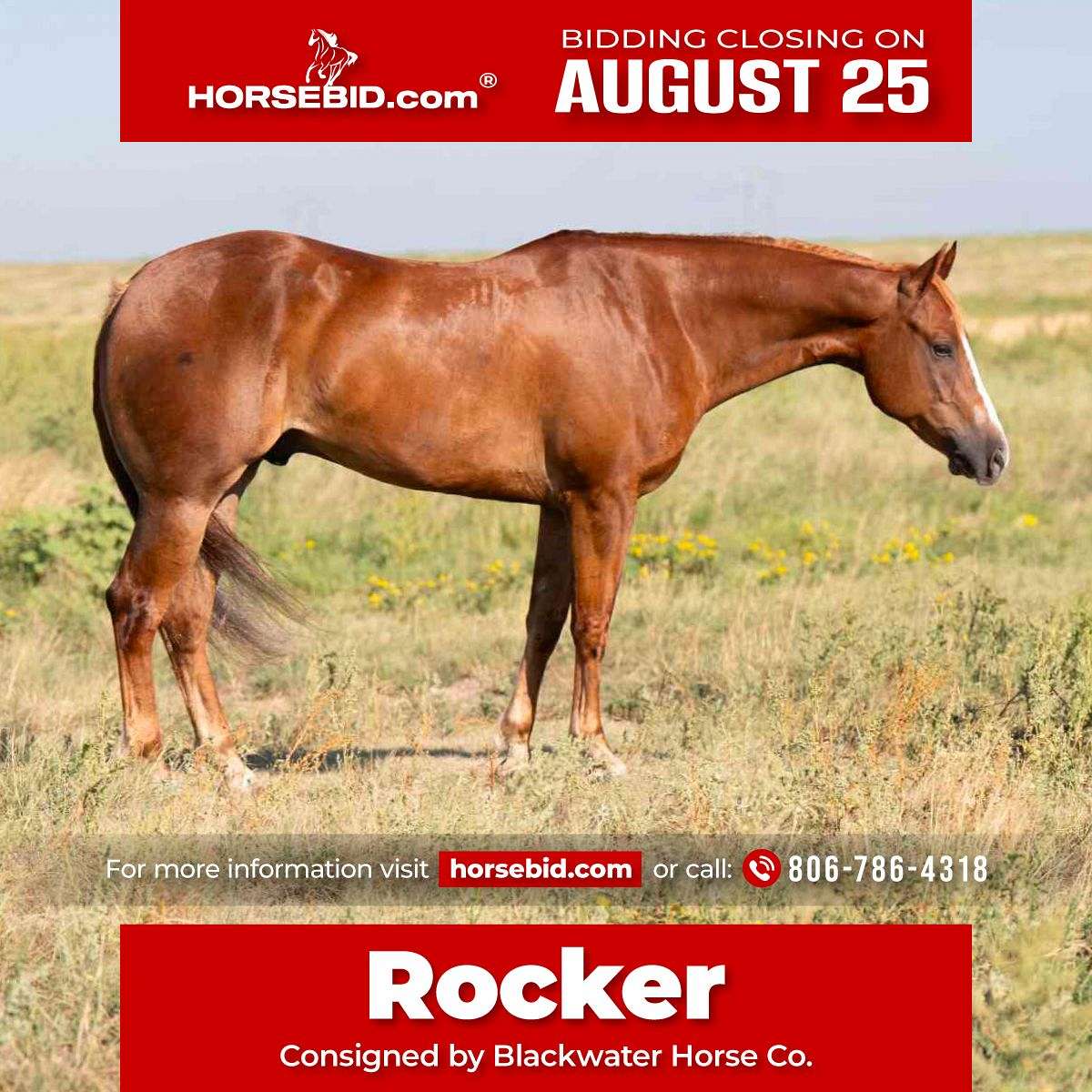 Rocker - Gorgeous Ranch & Reining Horse 4 Yr Old Chestnut AQHA Gelding!