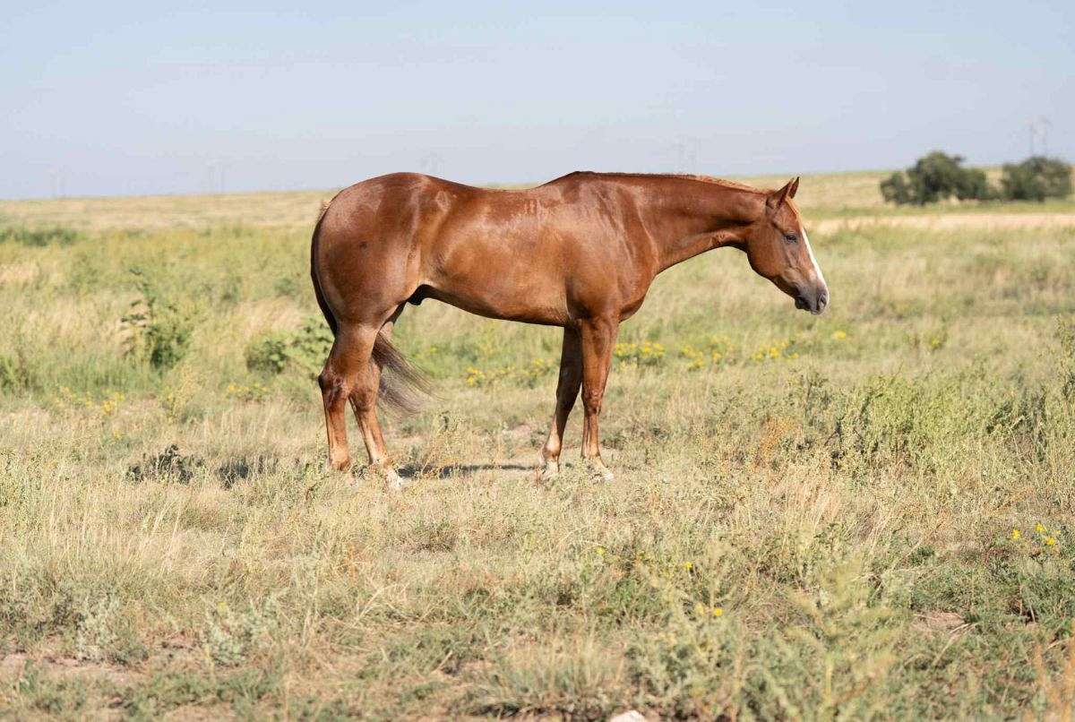 Rocker - Gorgeous Ranch & Reining Horse 4 Yr Old Chestnut AQHA Gelding!