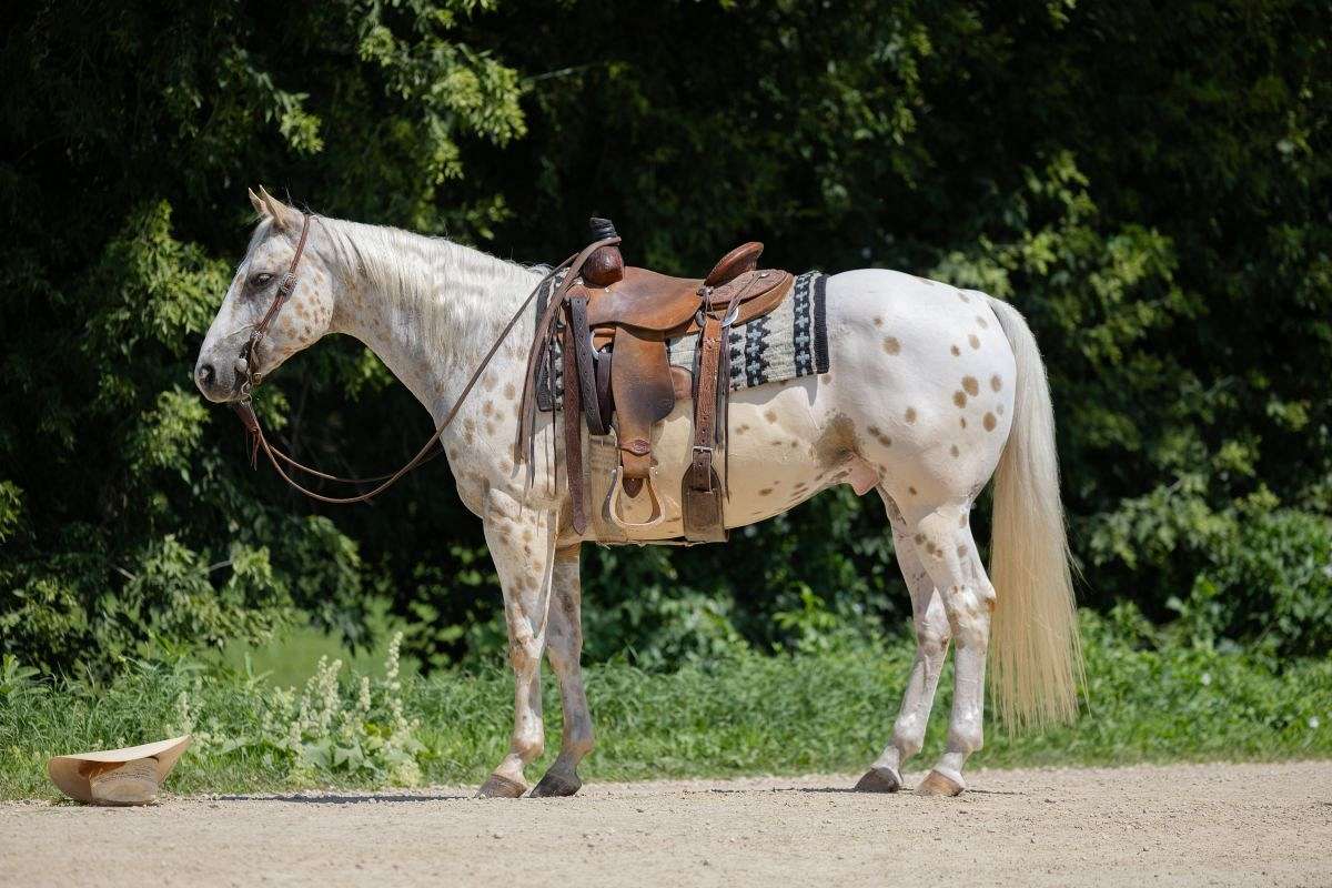 Pepper Jack - Handsome & Sturdy 7 Yr Old Leopard Appaloosa Gelding!