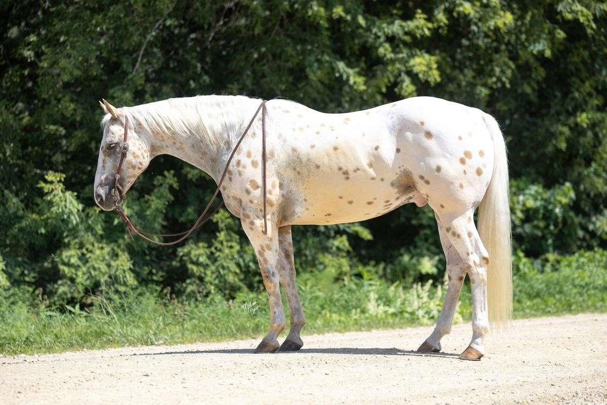 Pepper Jack - Handsome & Sturdy 7 Yr Old Leopard Appaloosa Gelding!