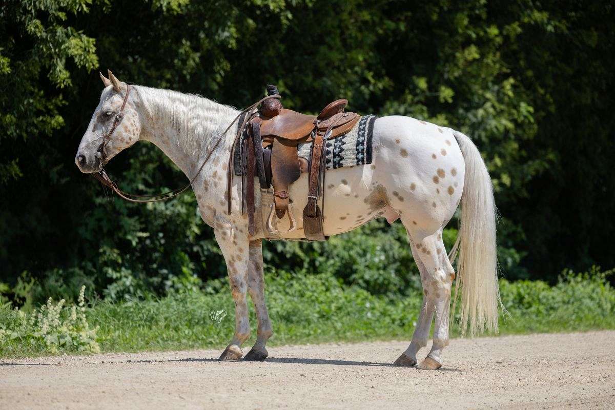 Pepper Jack - Handsome & Sturdy 7 Yr Old Leopard Appaloosa Gelding!