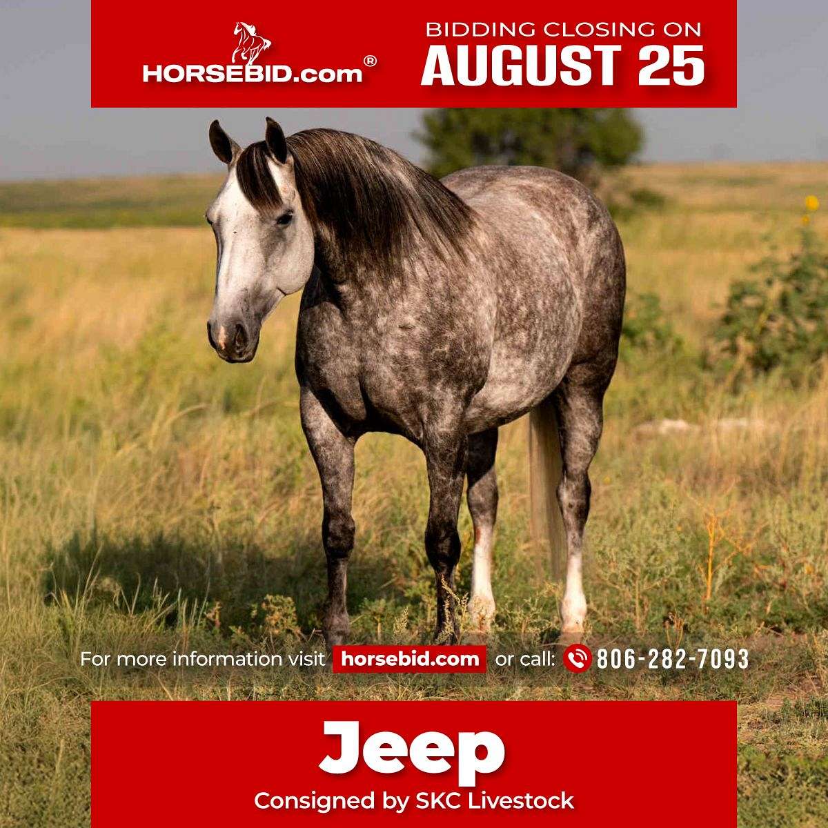 Jeep - Broke, Safe, and Versatile 8 Yr Old Grey AQHA Mare!