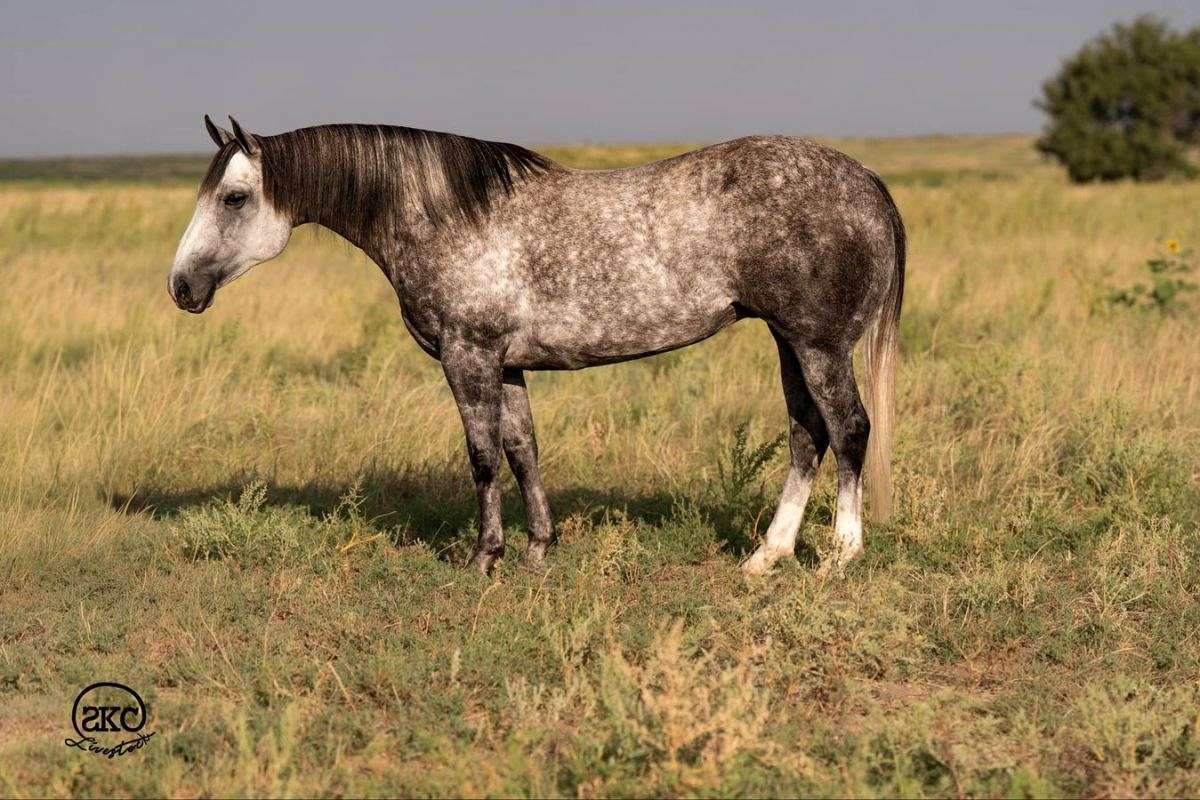 Jeep - Broke, Safe, and Versatile 8 Yr Old Grey AQHA Mare!