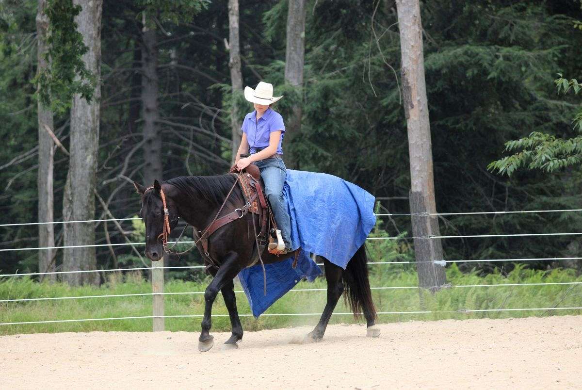 Jalapeno - Great Ranch & Trail Horse 12 yo Black Quarter Horse Gelding!