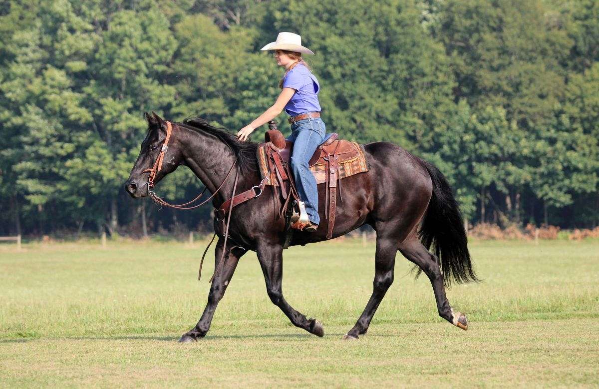 Jalapeno - Great Ranch & Trail Horse 12 yo Black Quarter Horse Gelding!