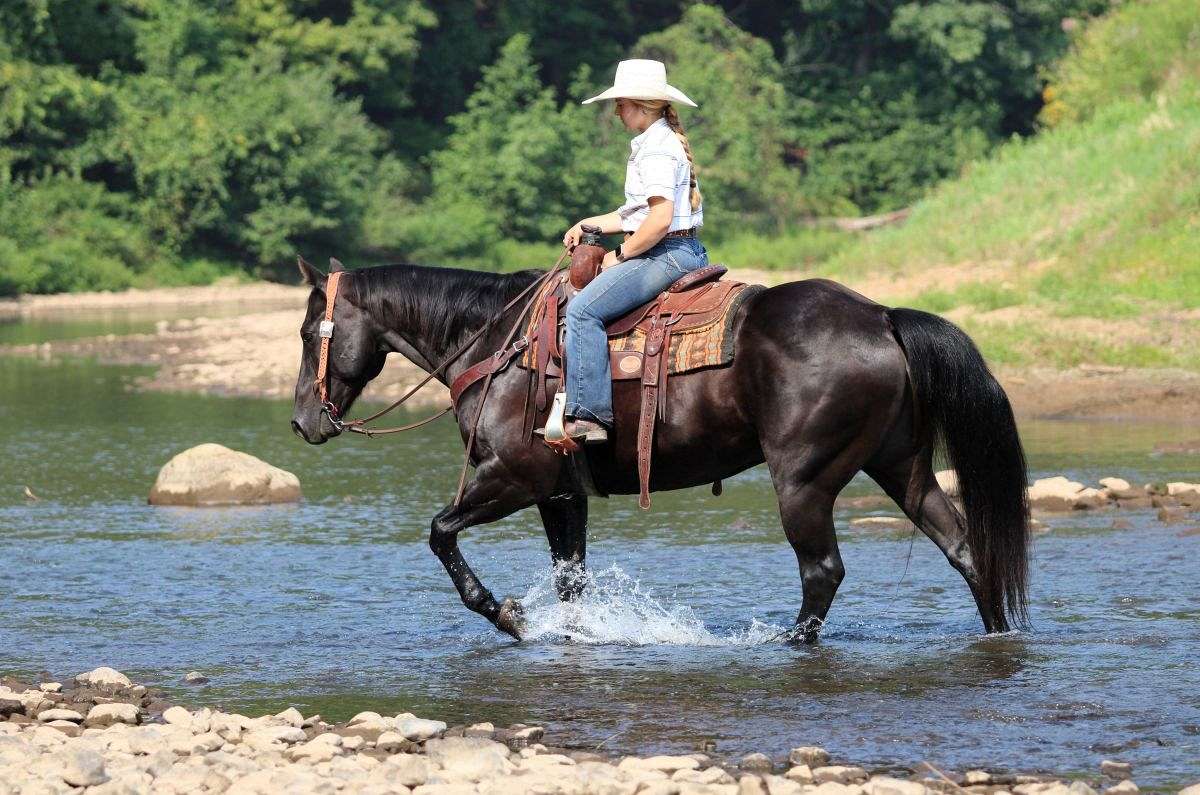 Jalapeno - Great Ranch & Trail Horse 12 yo Black Quarter Horse Gelding!
