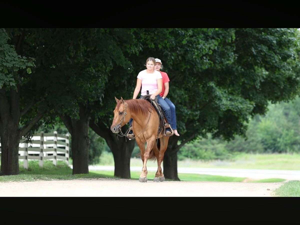 Huey - Finished Reiner & Ranch Riding Horse 6 yo Red Dun AQHA Gelding!