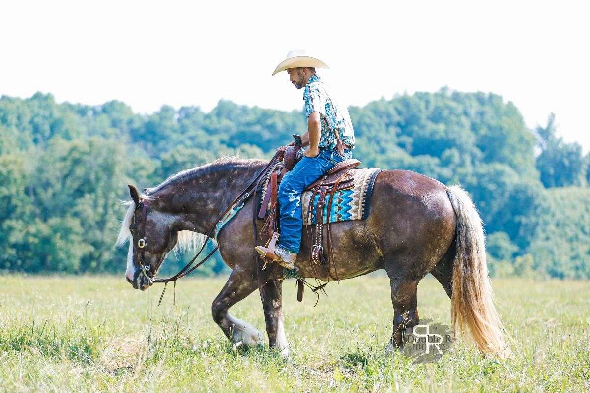 Huckleberry Finn - Dependable & Patient 8 yo Gypsy/Percheron Cross Gelding!