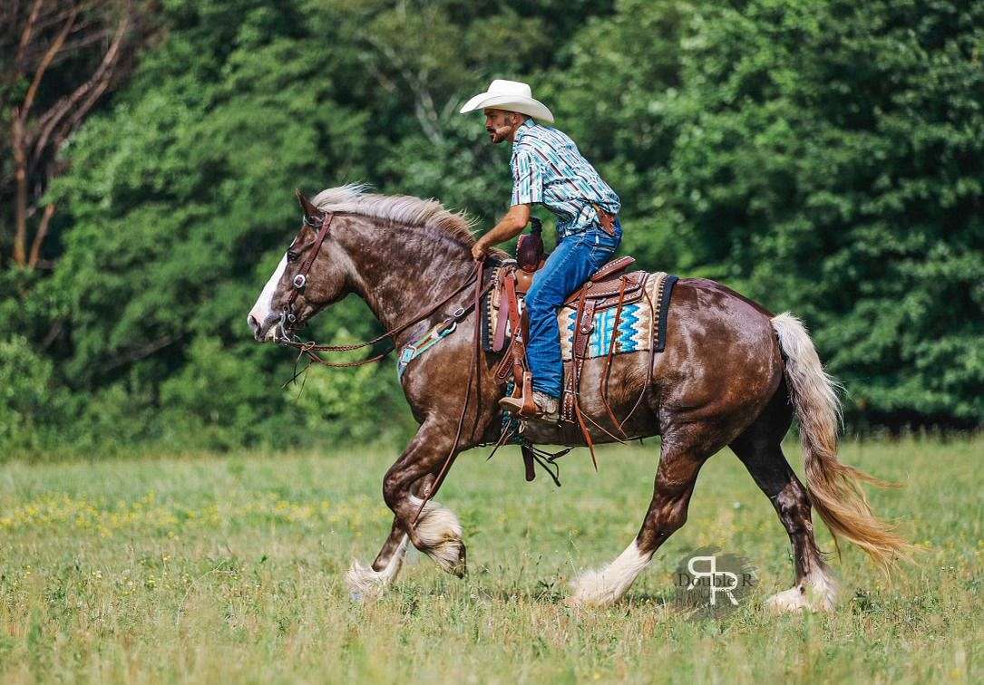Huckleberry Finn - Dependable & Patient 8 yo Gypsy/Percheron Cross Gelding!