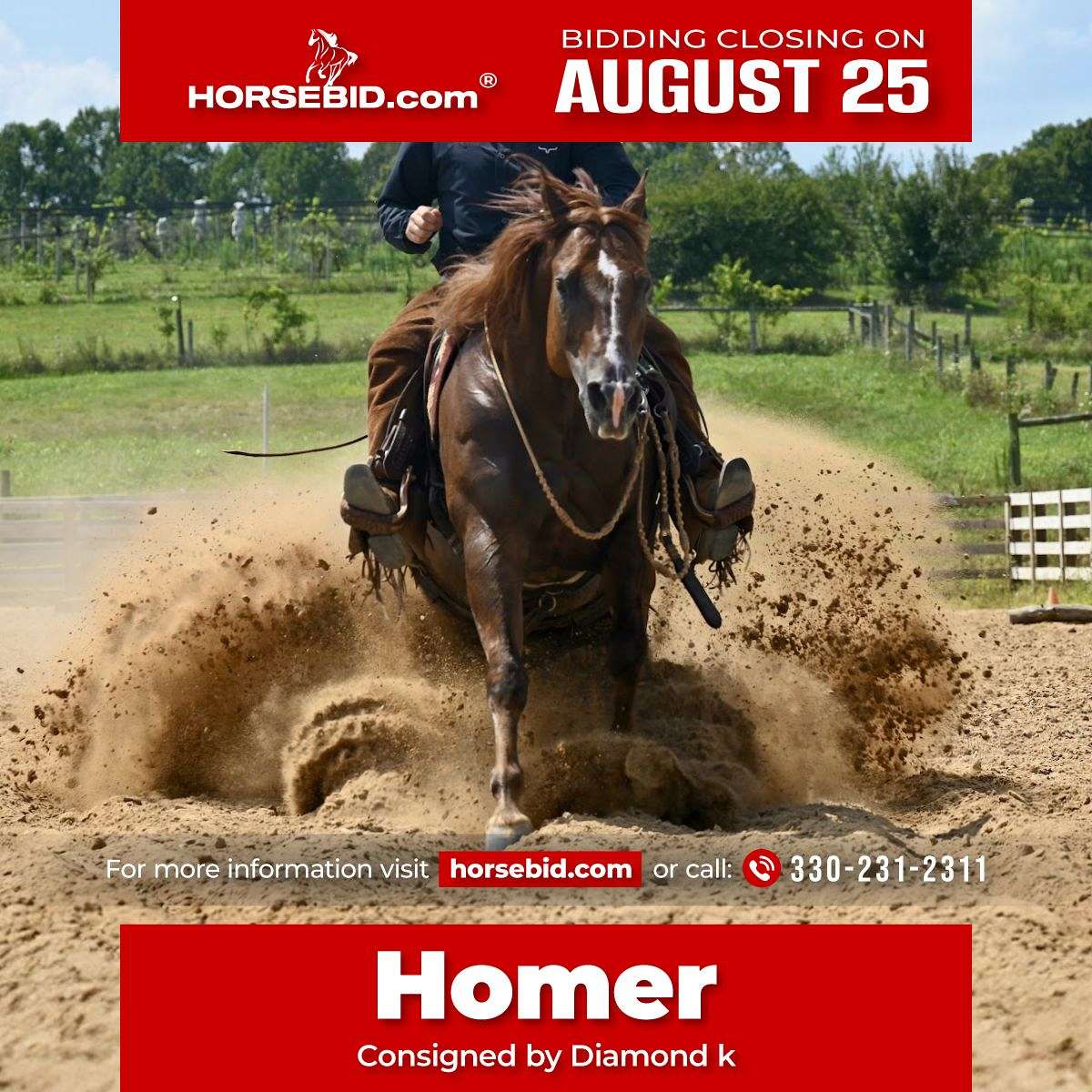 Homer - Classy Ranch & Reining Horse 7 Yr Old Chestnut AQHA Gelding!