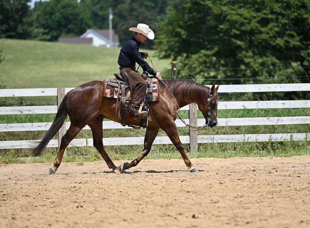 Homer - Classy Ranch & Reining Horse 7 Yr Old Chestnut AQHA Gelding!