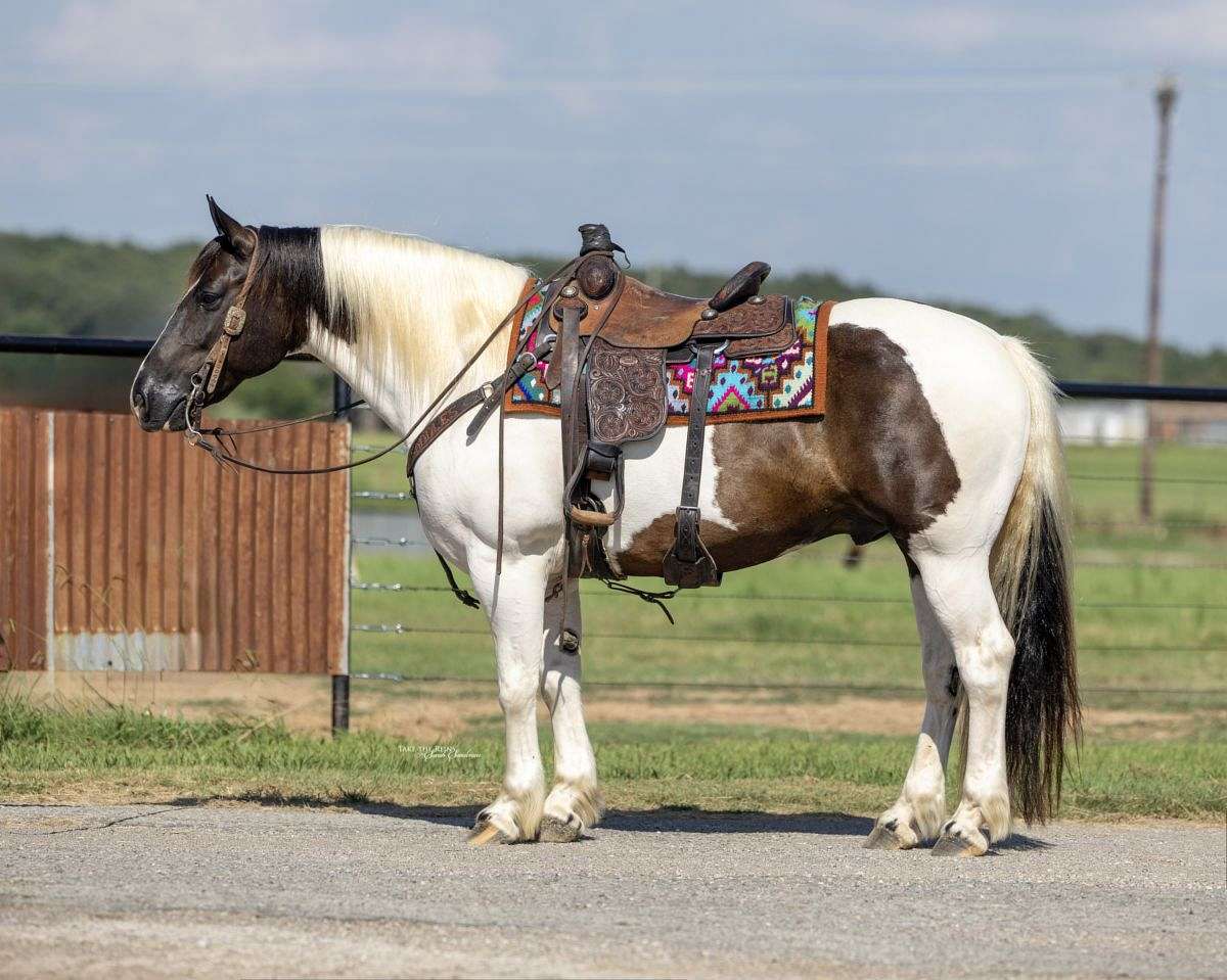 Chico - an Absolute Unicorn 9 Yr Old Black & White Gypsy Cross Gelding!