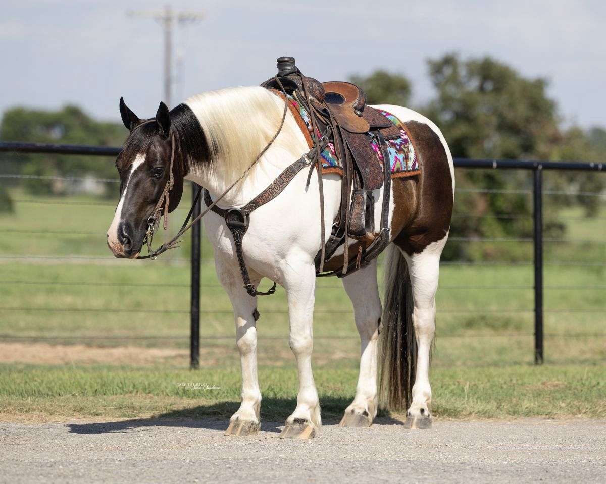 Chico - an Absolute Unicorn 9 Yr Old Black & White Gypsy Cross Gelding!
