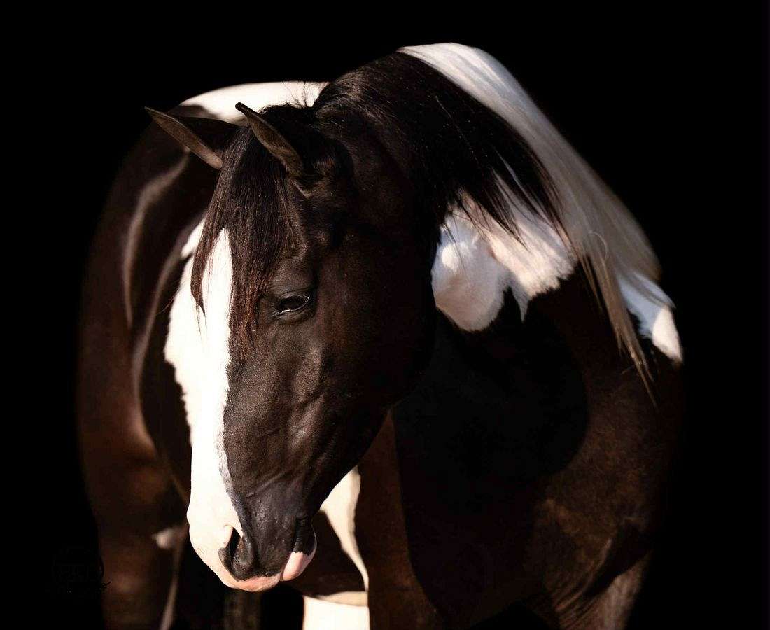 Billy the Kid - Safe, Broke, & Full of Heart 7 yo Paint Pony Gelding!