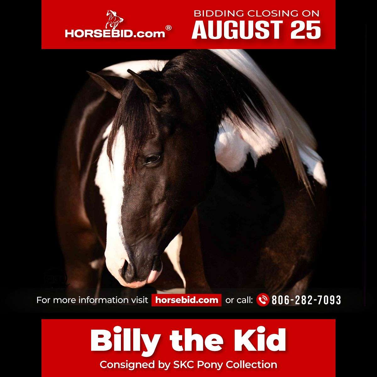 Billy the Kid - Safe, Broke, & Full of Heart 7 yo Paint Pony Gelding!