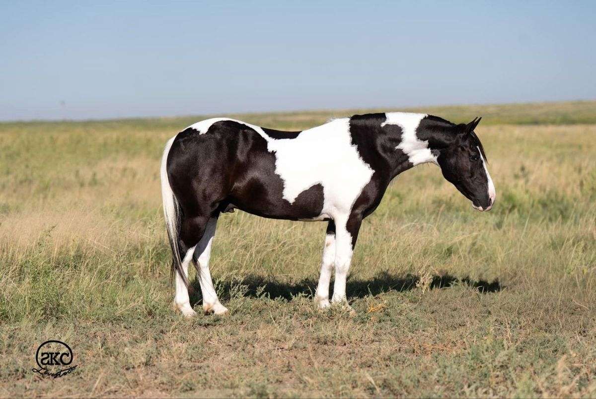 Billy the Kid - Safe, Broke, & Full of Heart 7 yo Paint Pony Gelding!