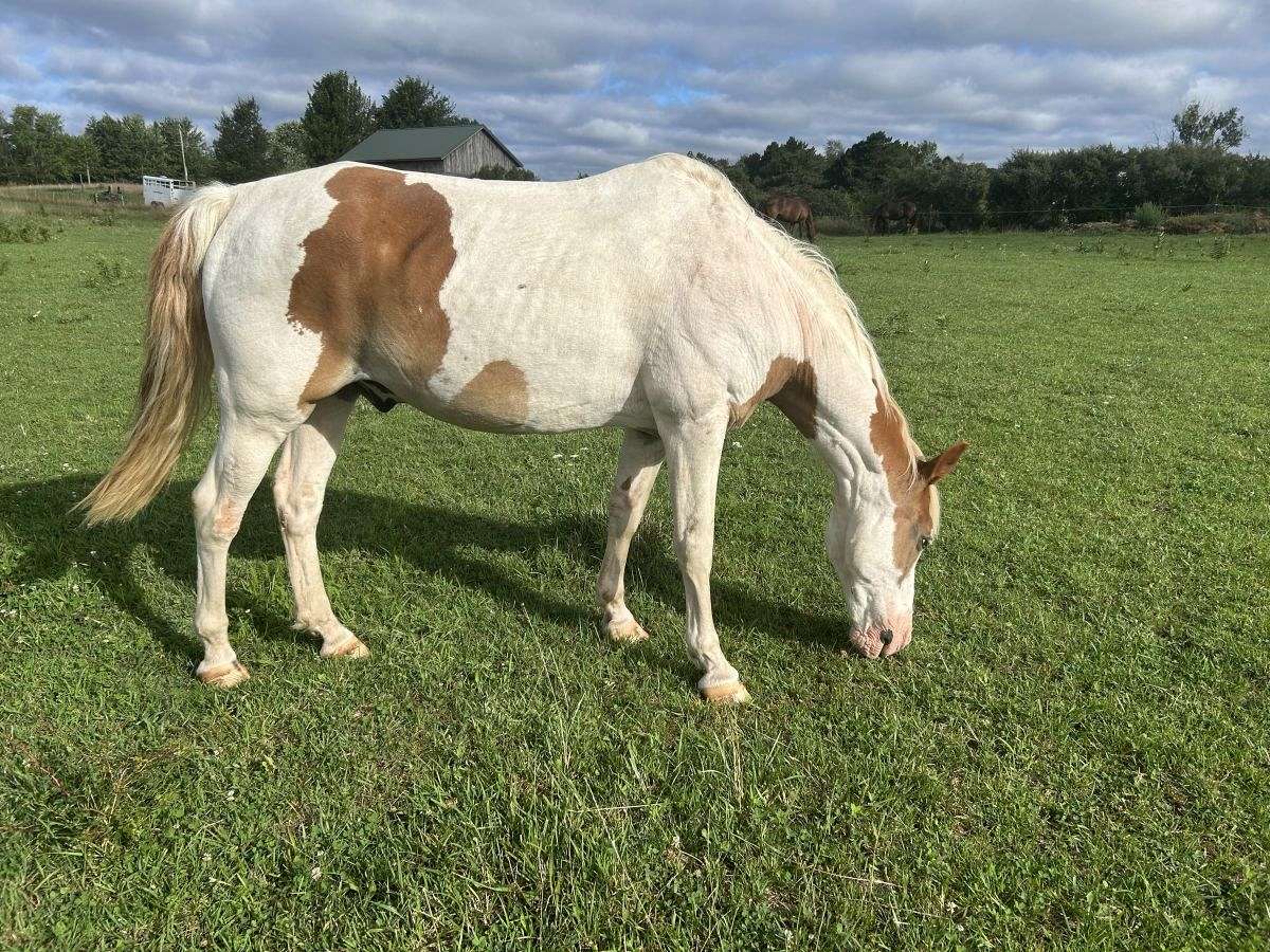 Handsome Spotted Saddle Horse!