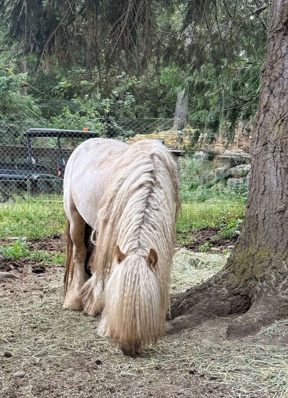 Gypsy Cross Highland Bay Dun Mare