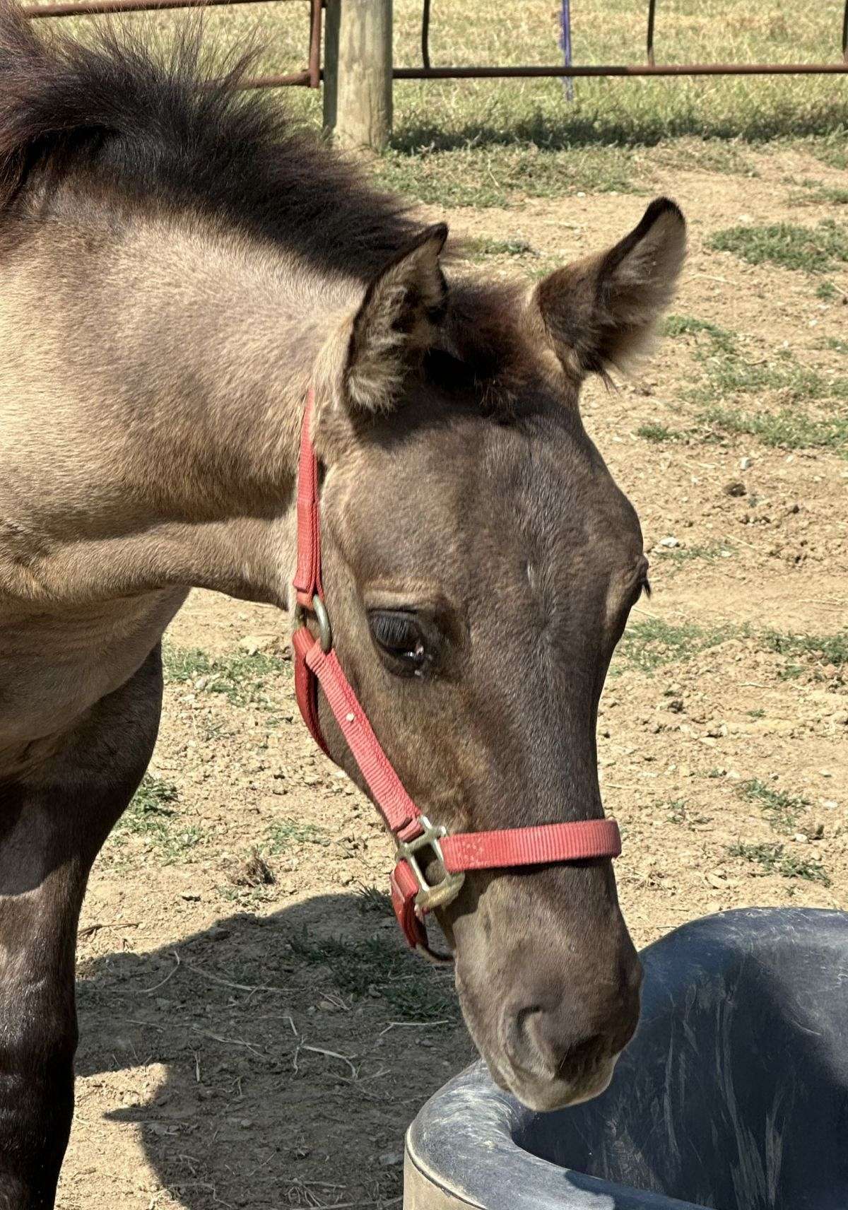 Grullo Colt Homozygous for Dun Gene
