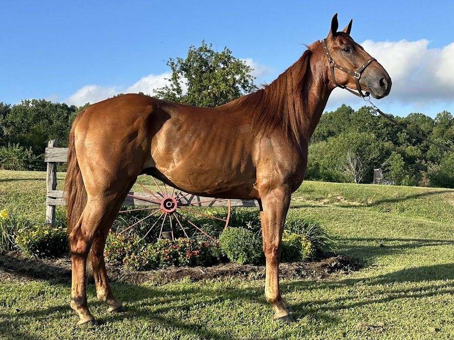 Standardbred X Gelding