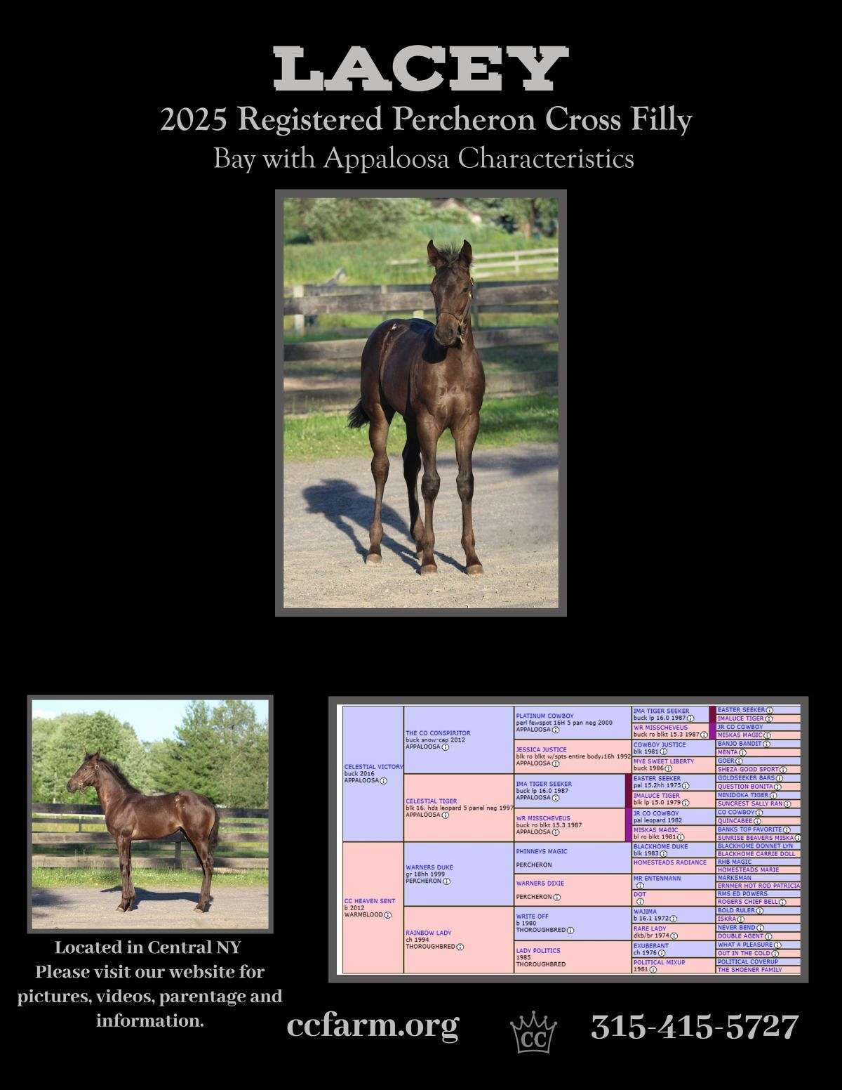 Registered Percheron Cross Filly