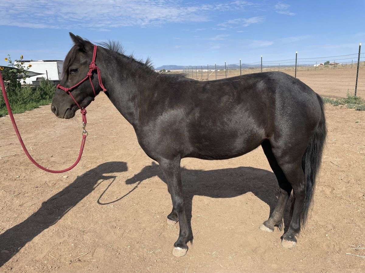 2022 AMHR Mare, Champion Bloodlines