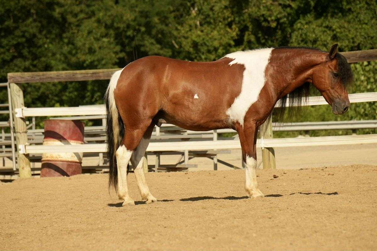 Willie - Absolute Eye Candy 9 Yr Old Tobiano Pony Gelding!