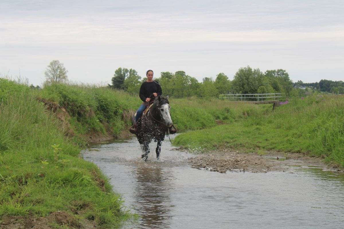 4 Year Old Draft Cross