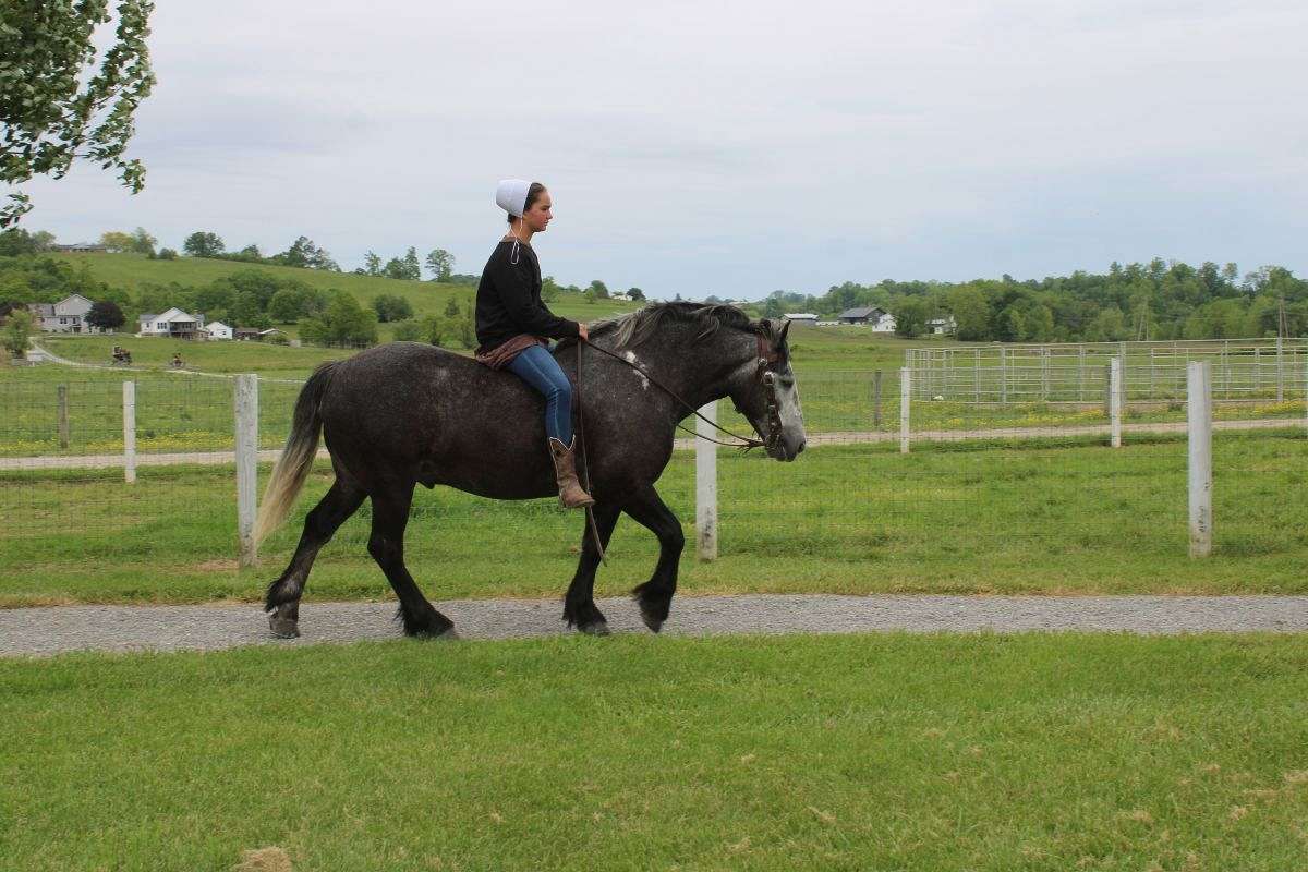 4 Year Old Draft Cross