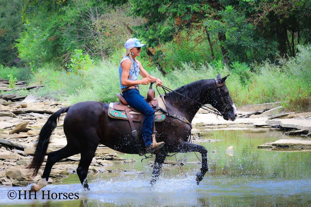 Gentle, Flashy, and Stylish Black Morgan Mare, Rides and Drives, Seasoned