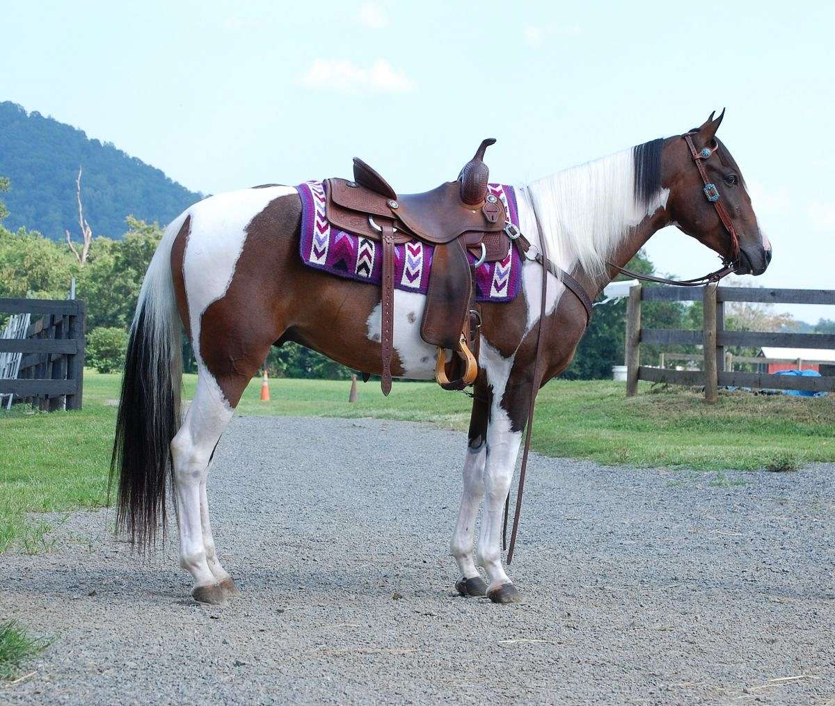 Stunning 3yr Old, 15.1h Paint Gelding