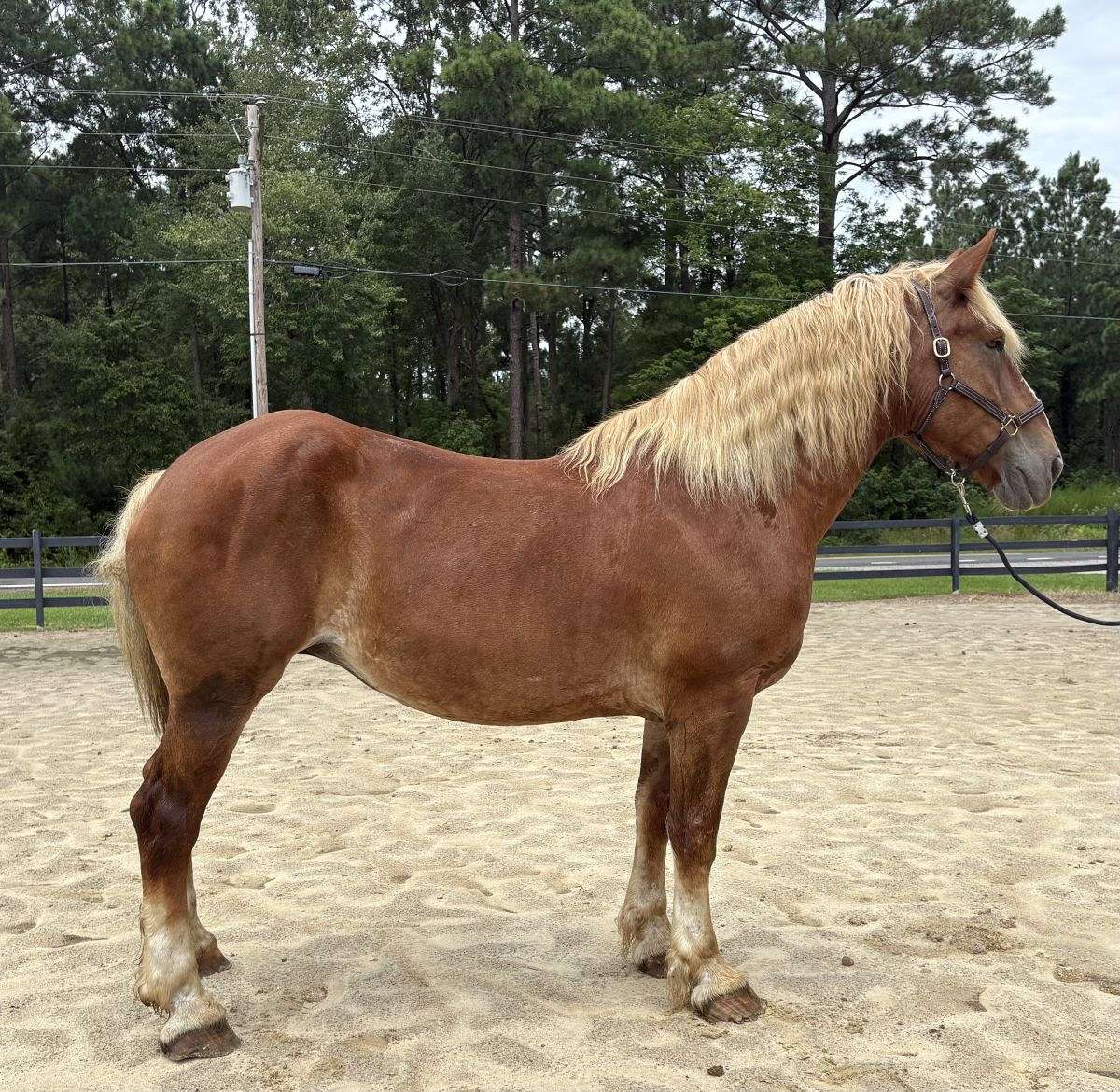 Gentle Belgian Mare