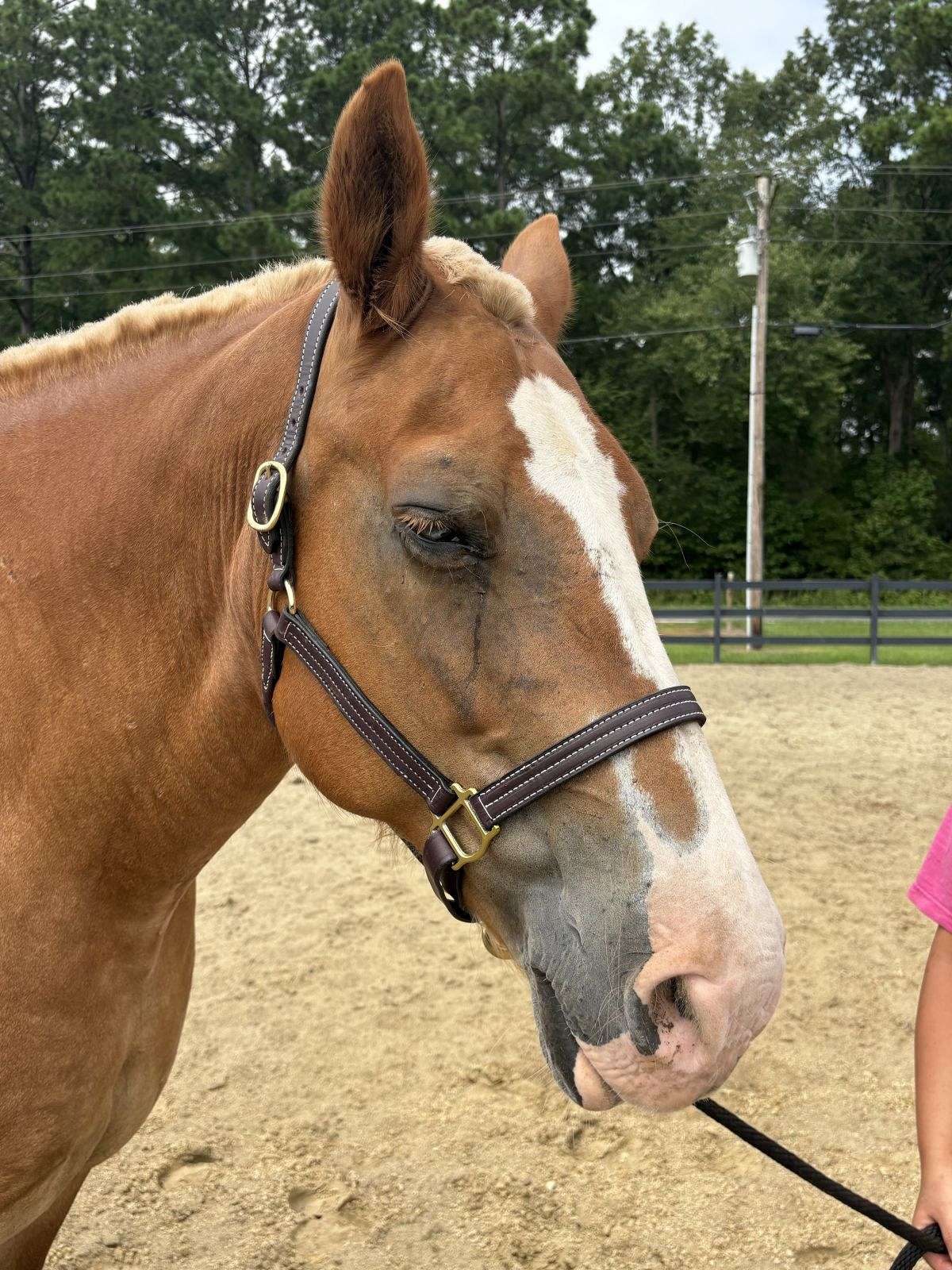 Belgian Haflinger Mare