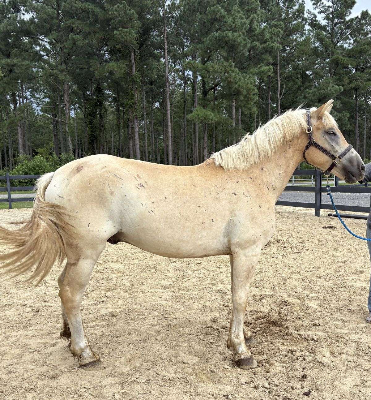 Nice Haflinger Gelding