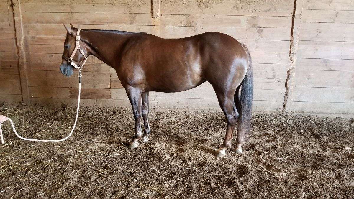 Ranch,Cow, Reining, 7 Yr Mare. Smart Chic Olena,Nu Chex to Cash Gd