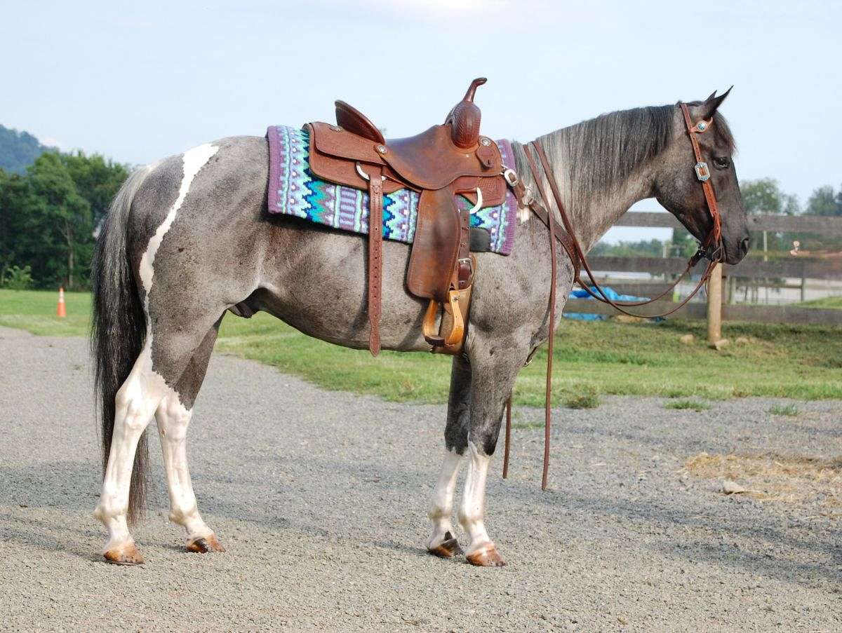 Serendips Sweet Cyrus, 2021 Blue Roan Paint Gelding