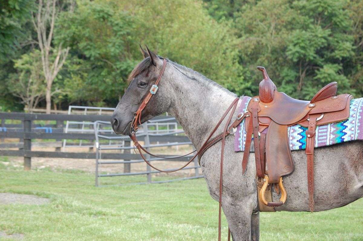 Serendips Sweet Cyrus, 2021 Blue Roan Paint Gelding
