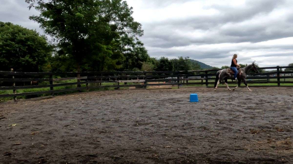 Serendips Sweet Cyrus, 2021 Blue Roan Paint Gelding