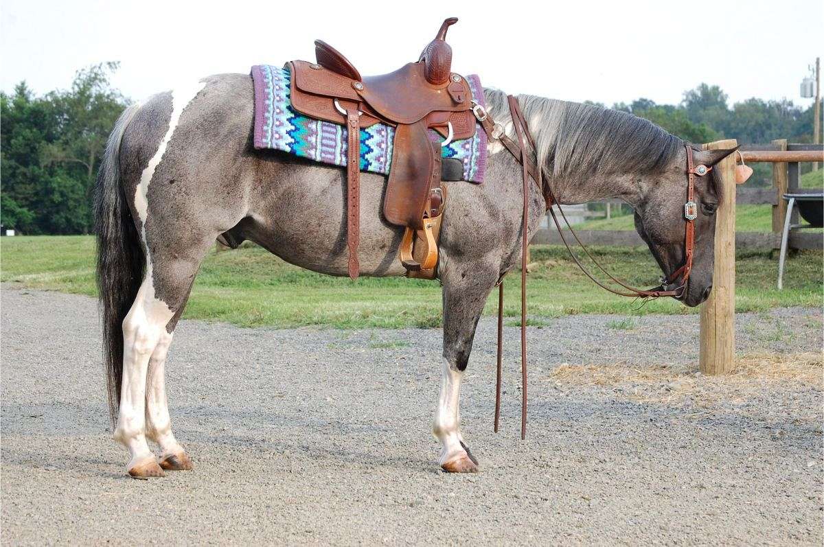 Serendips Sweet Cyrus, 2021 Blue Roan Paint Gelding