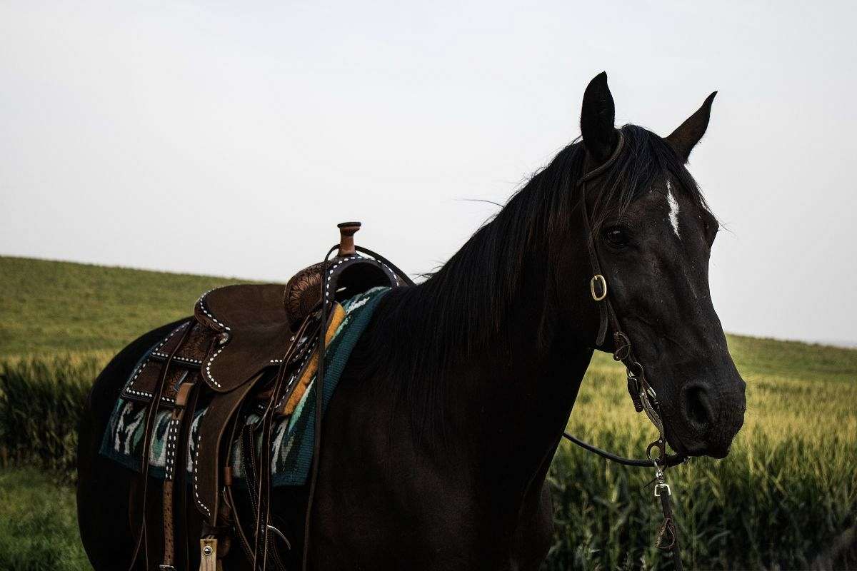 Phenomenal Trail Horse Deluxe 9 Yr Old Black Quarter Horse Gelding!